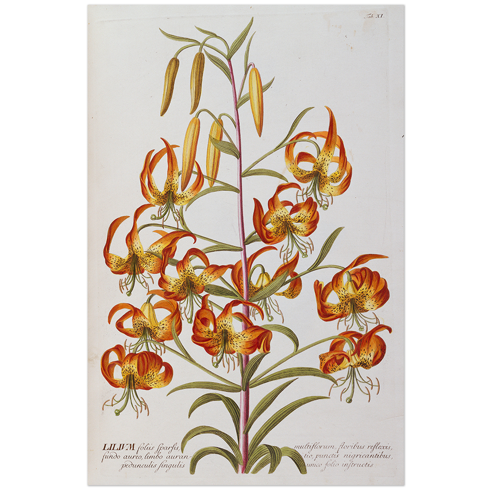 Christoph Jacob Trew, Lilie, Lilium, aus Plantae Selectae 11003001164 ...